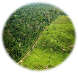 Ecosistemas en Sinaloa by yas fing - Infogram