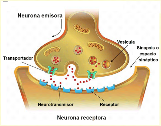 Potencial de accion by Paola P Ln - Infogram