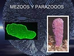mesozoos y parazoos by Juan Pablo Jimenez Cordero - Infogram