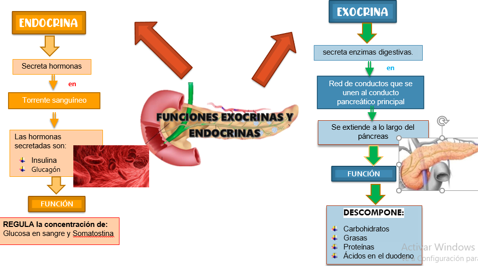 Funciones Del Diagrama Del Páncreas