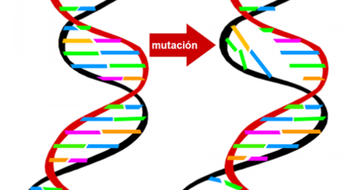 mutaciones infografia by Wendy Vallejo - Infogram
