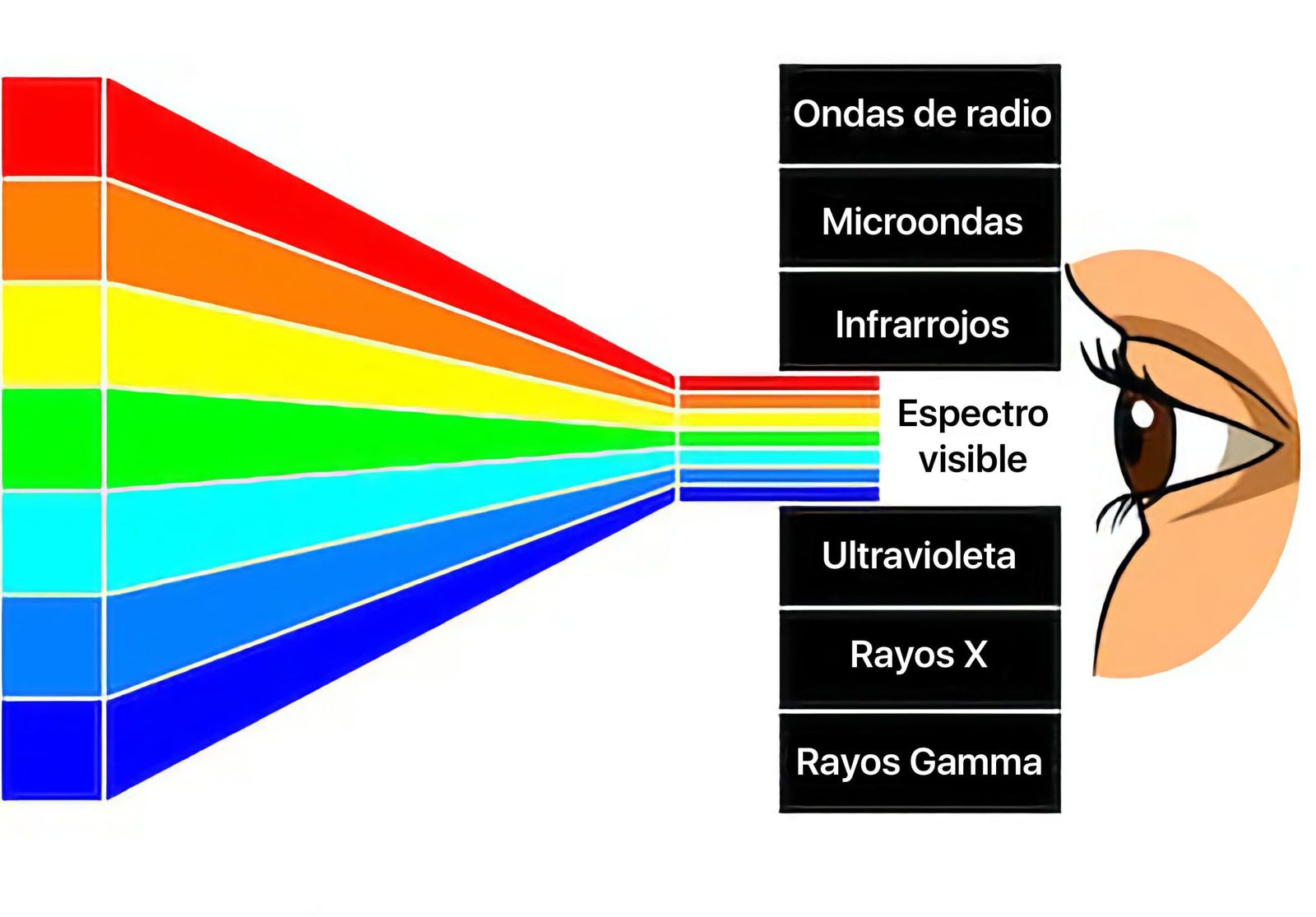 espectro visual by Mario Rodriguez - Infogram