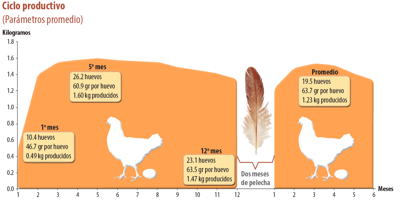 Cuadro De Razas De Gallinas Ponedoras Granja San Marcos 🇵🇪