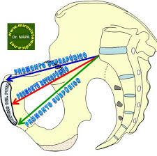 Pelvis ósea. Guillen Mancilla by Sebastian Guillen Mancilla - Infogram