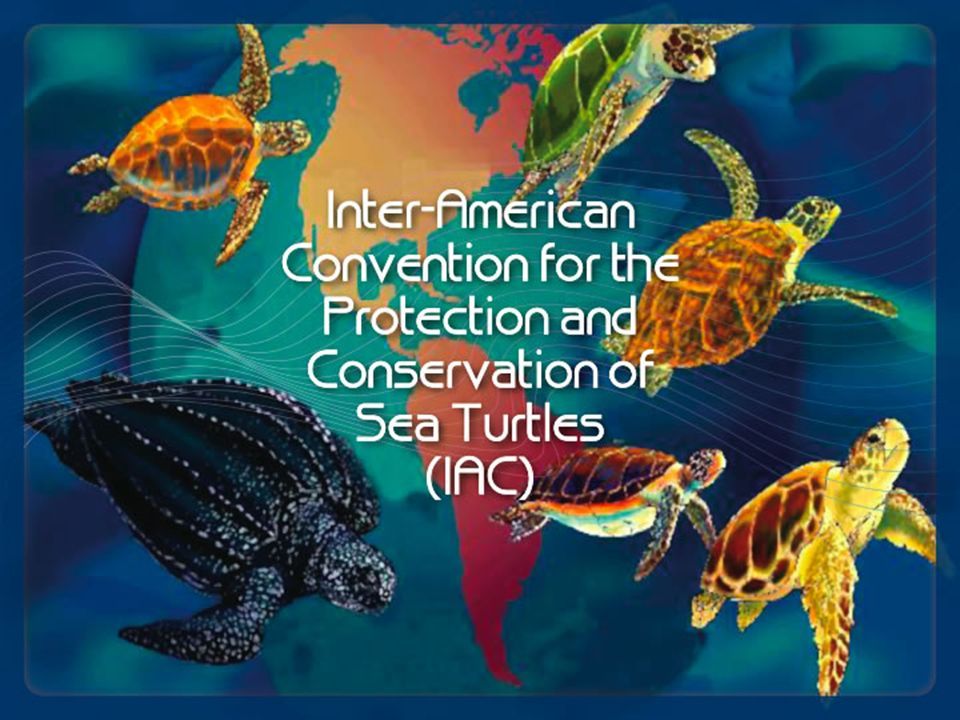 Pacuare Reserve - Sea Turtles Nesting Data by Info Costa Rica - Infogram