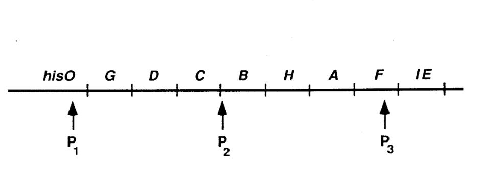 Operón Histidina by Jose Andaluz - Infogram