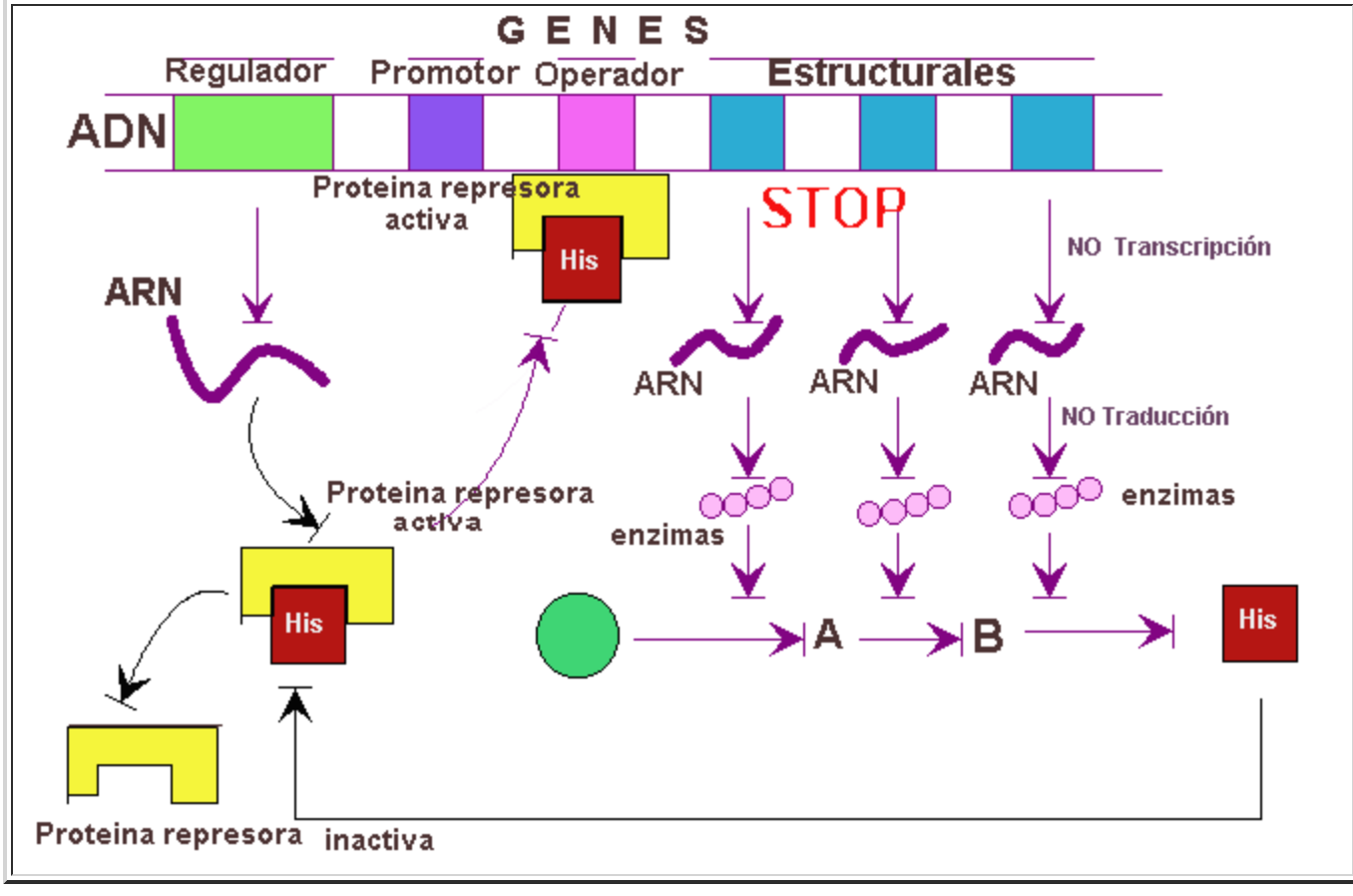 Operón Histidina by Jose Andaluz - Infogram