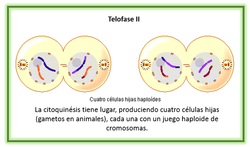 Telofase 2 MEIOSIS AND SEXUAL REPRODUCTION Meiosis Is A Special Type