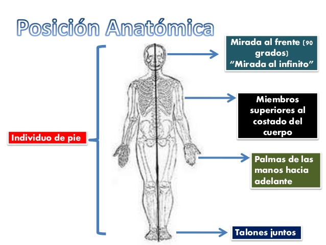 Posición Anatómica Del Cuerpo