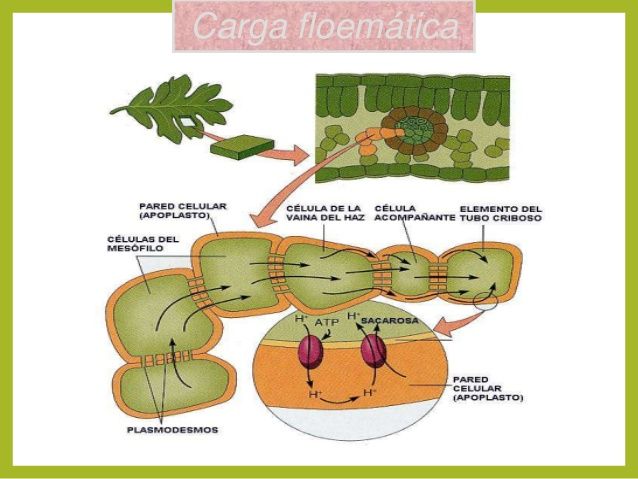 vía apoplasto y simplasto by Favio Trujillo - Infogram