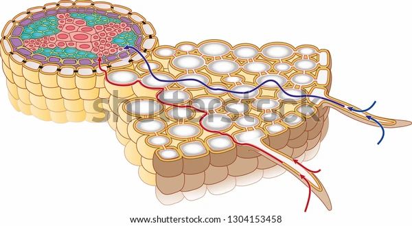 vía apoplasto y simplasto by Favio Trujillo - Infogram