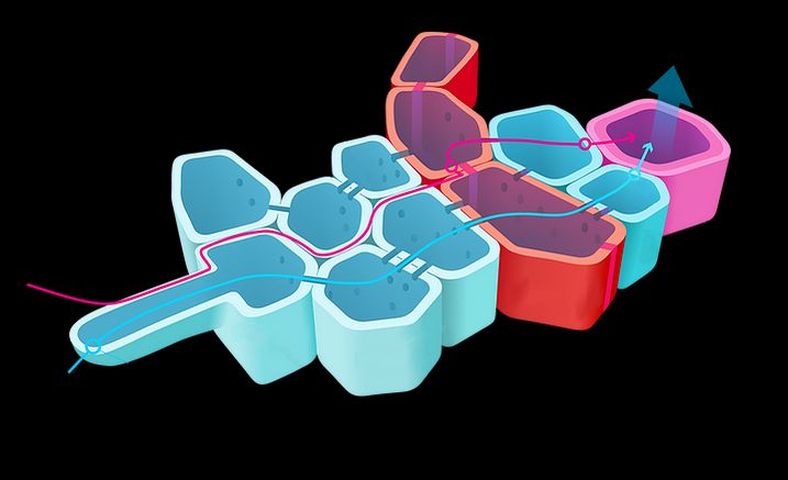 vía apoplasto y simplasto by Favio Trujillo - Infogram