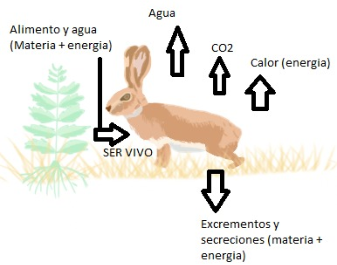 Los Seres Vivos Mantienen Un Medio Interno Estable