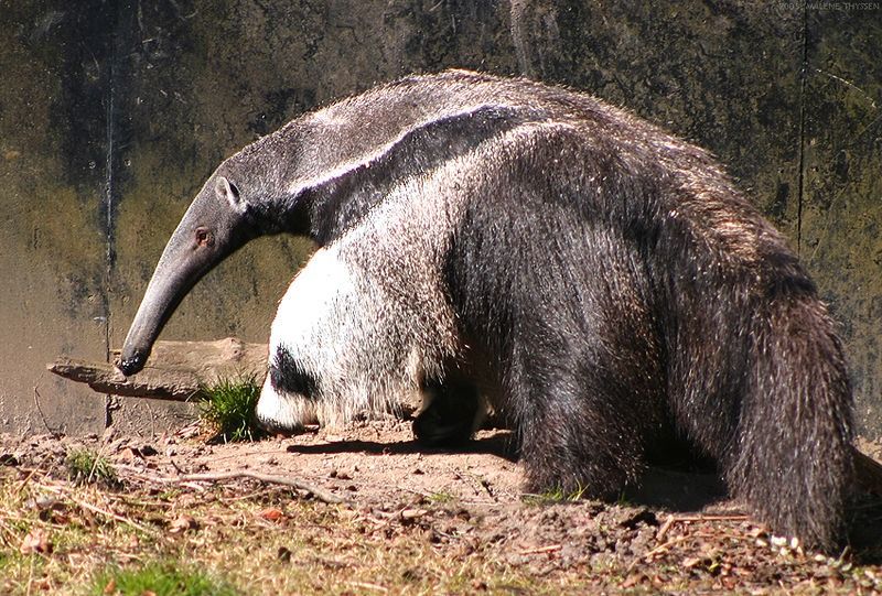 Oso Hormiguero Marsupial De Fauna Australiana