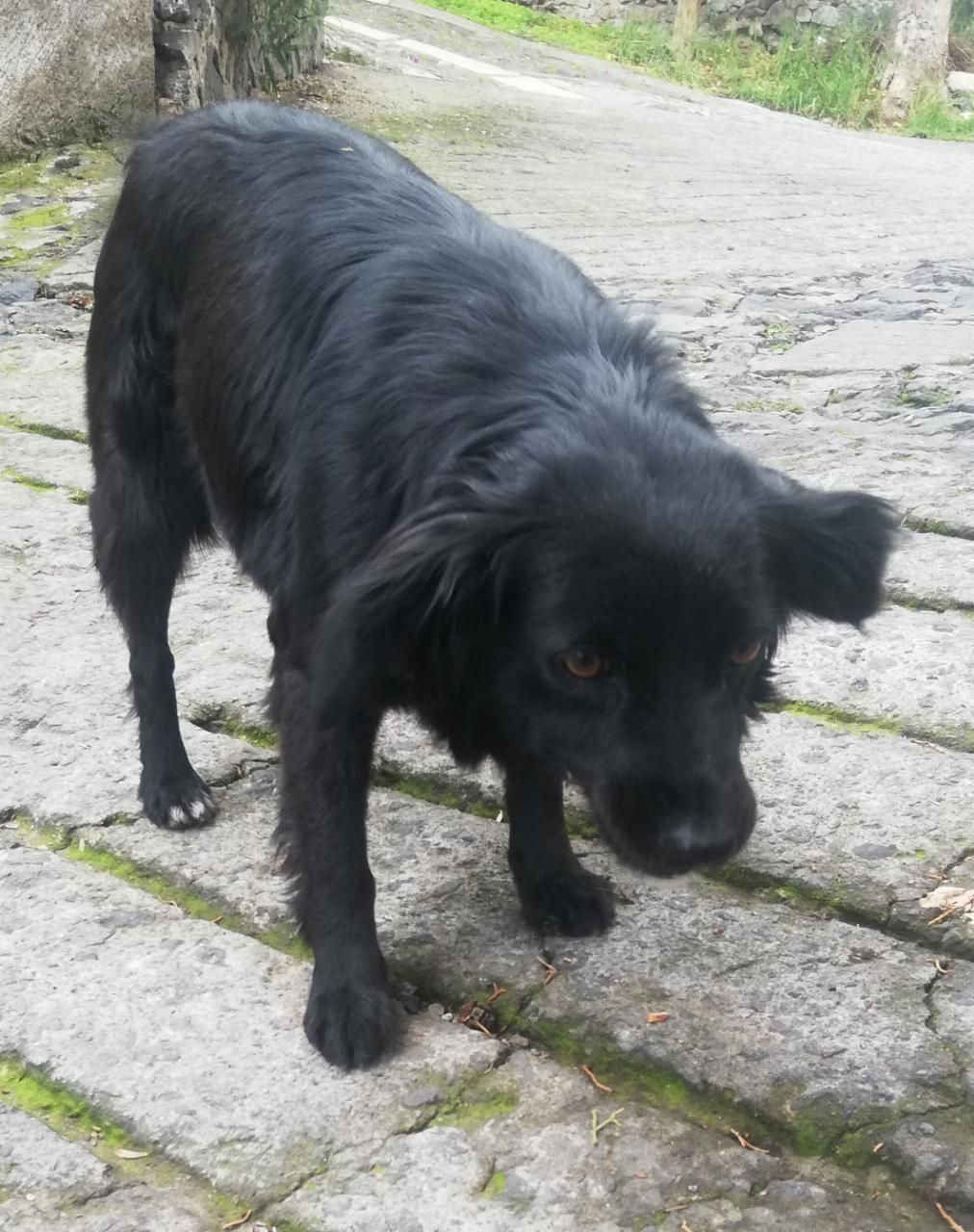 Daisy by Getzemaní Ibarra Salcedo - Infogram